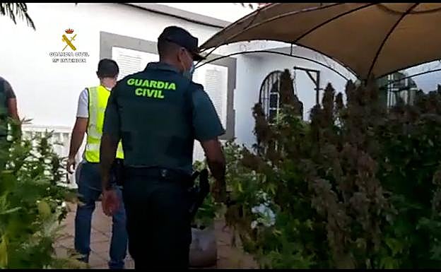 Desmantelan dos plantaciones de marihuana en Arucas y San Mateo | Canarias7